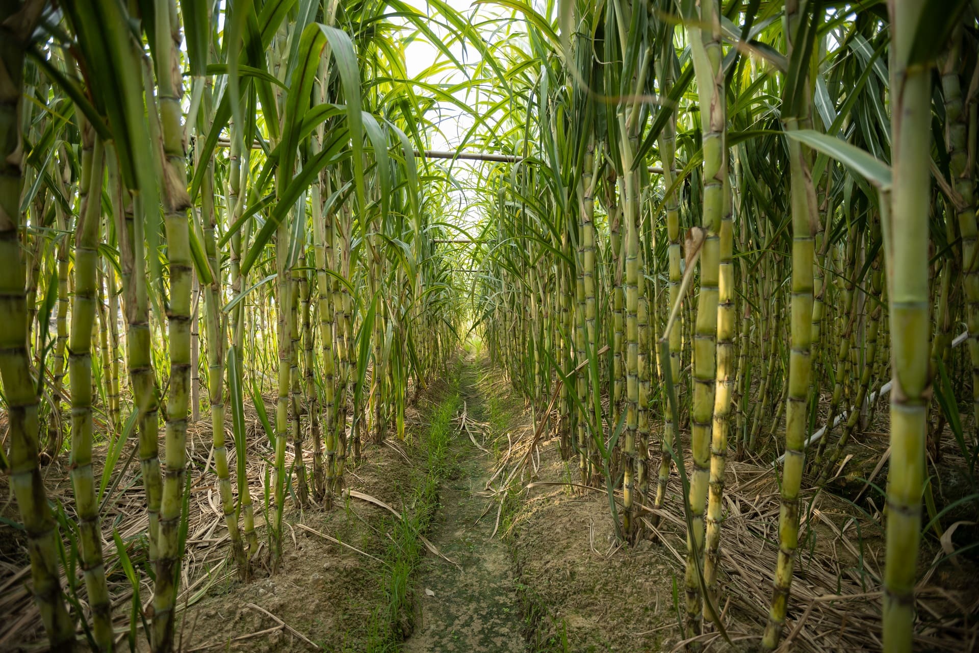SillanWali – SillanWali Sugar Mills